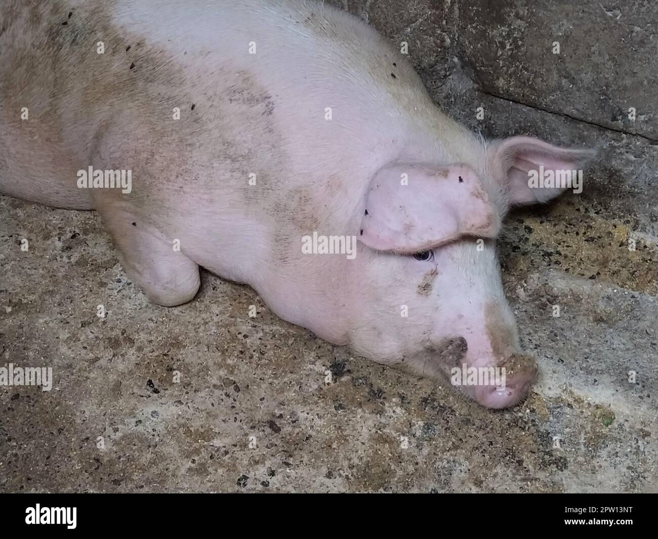 A pig in a pigsty. Agriculture. Pork production. A pink pig is resting ...