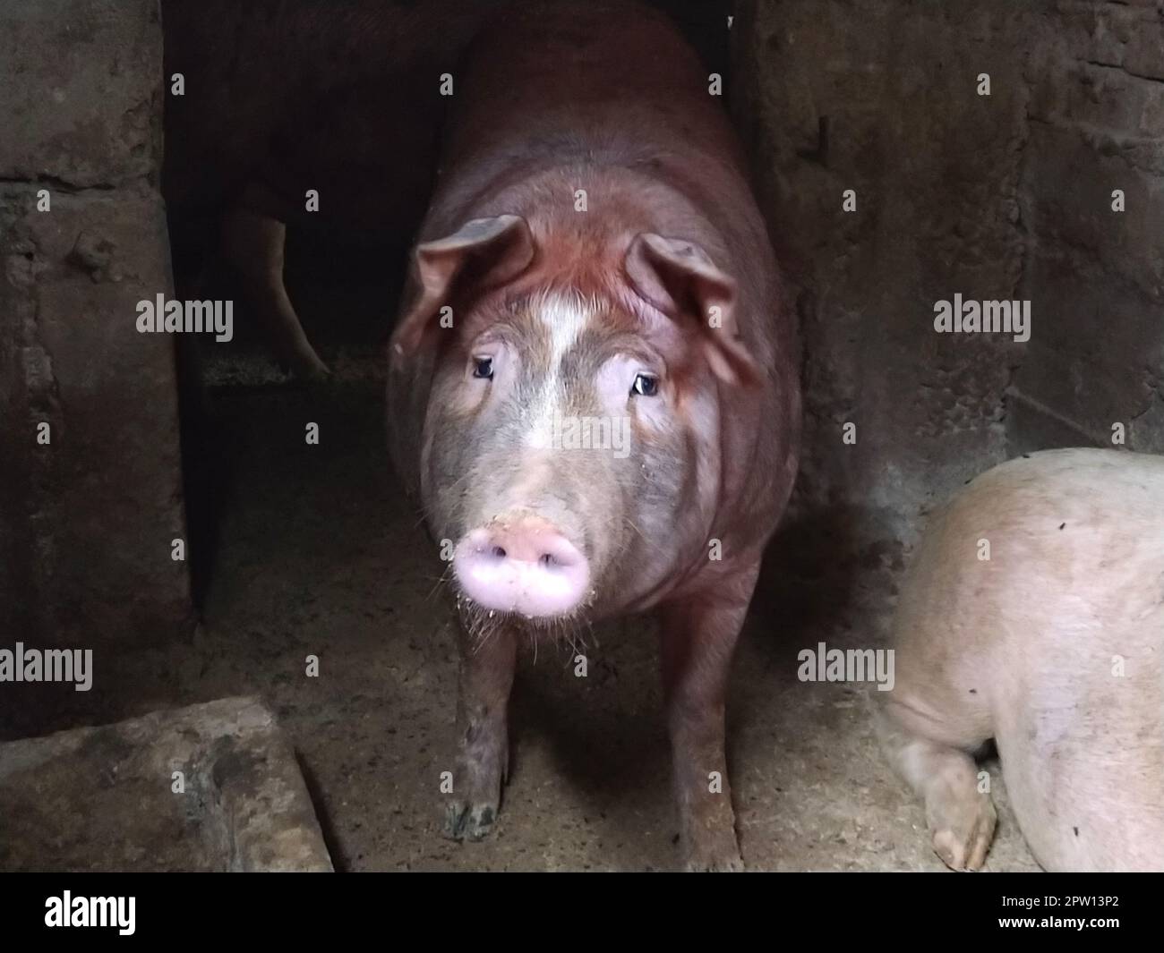 A pig with a brown skin in a pigsty. Agriculture. Pork production. A ...