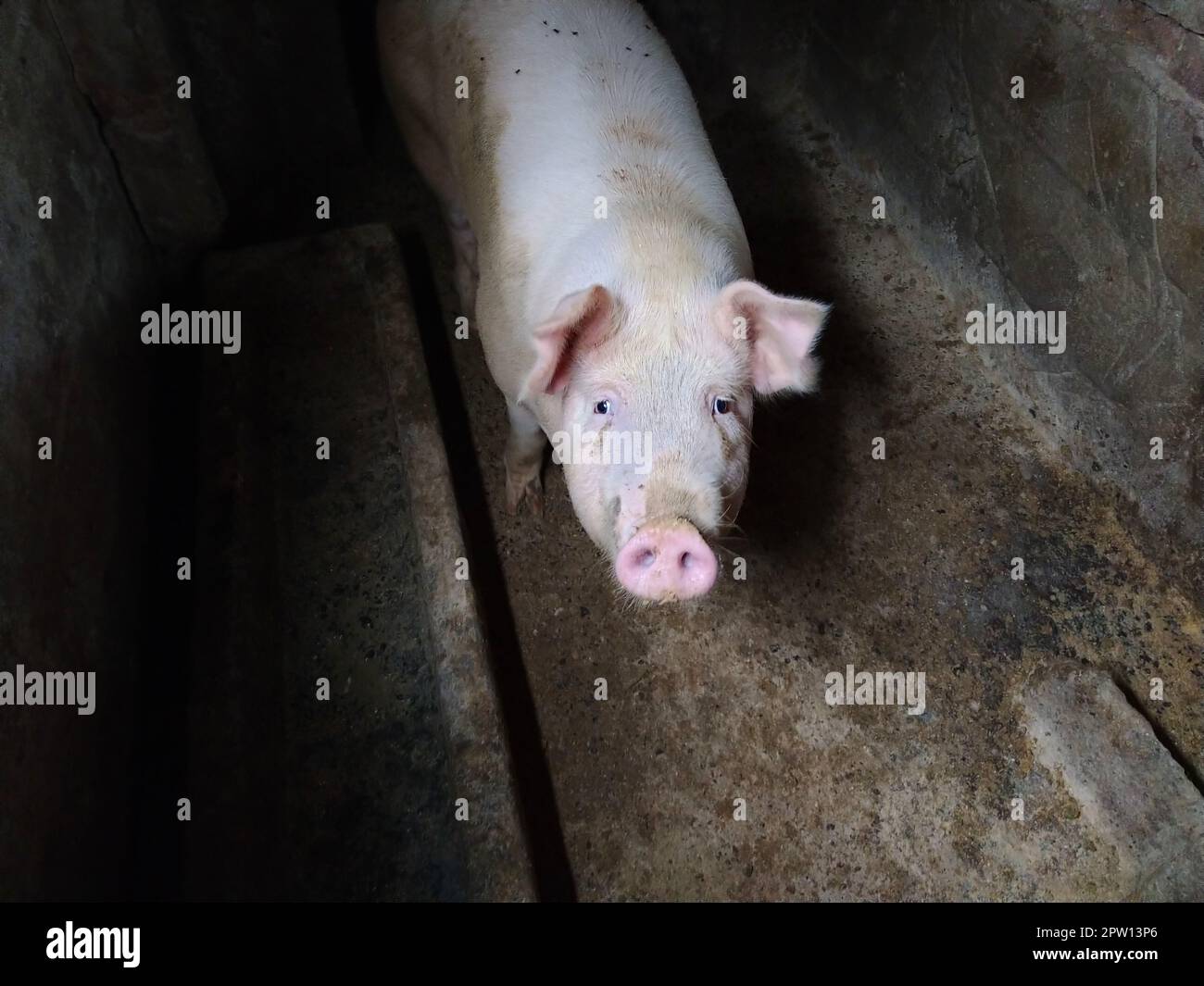 A pig in a pigsty. Agriculture. Pork production. A pink pig emerges ...