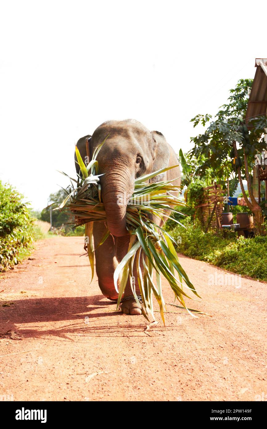 Working elephant hi-res stock photography and images - Alamy