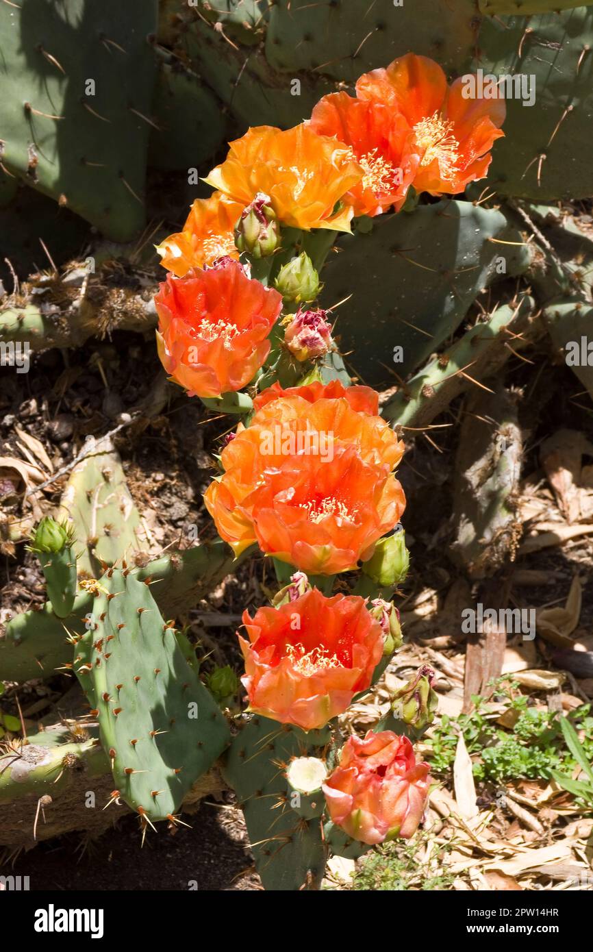 Colorful orange yellow prickly pear cactus flowers growing in desert ...