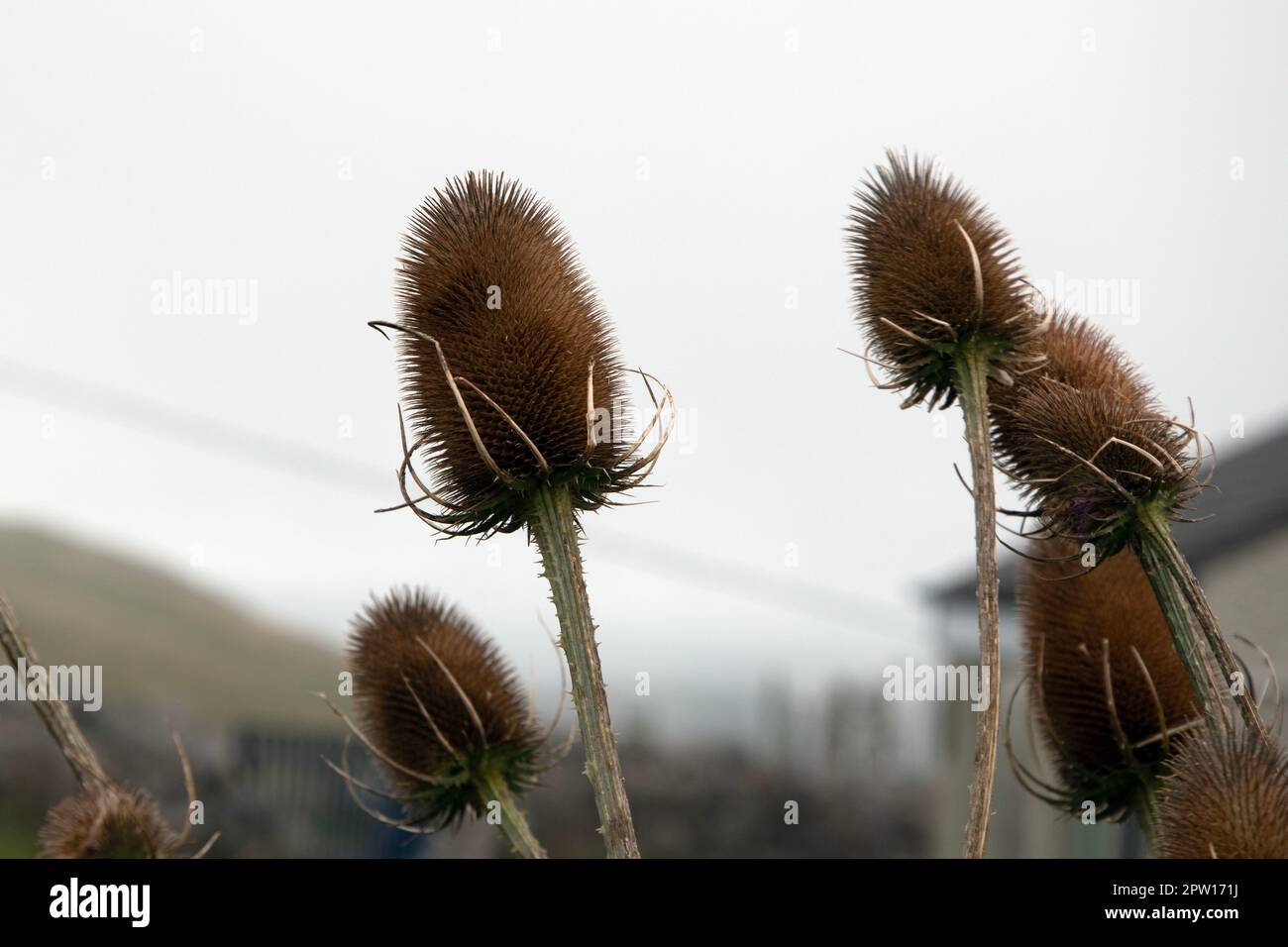 Thistles in wales hi-res stock photography and images - Alamy