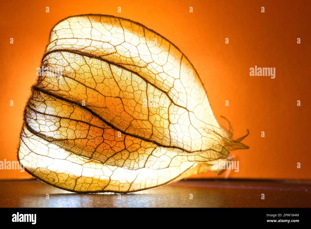physalis, lit. Fruit shines through the peel. Vitamin C rich fruit ...