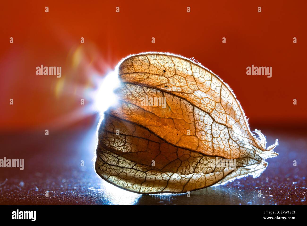 physalis illuminated. Light rays shine behind the fruit past the side ...