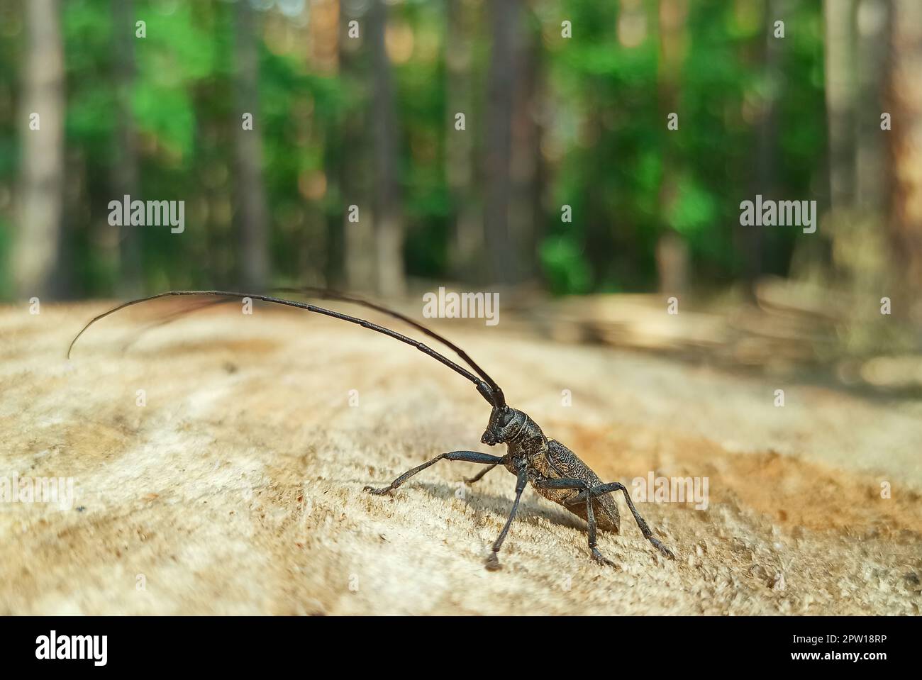 Longhorn beetle standing on wooden surface. Insect with long whiskers ...