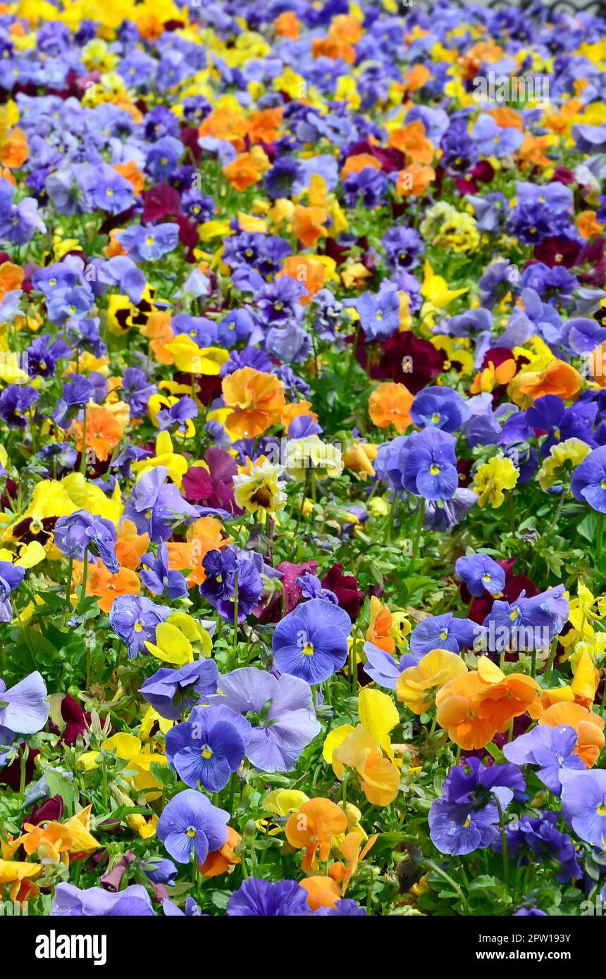 Multicolor pansy flowers or pansies as background or card. Field of ...