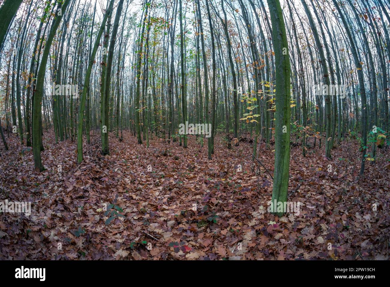 Autumn forest. Background from young trees. Fisheye lens Stock Photo ...