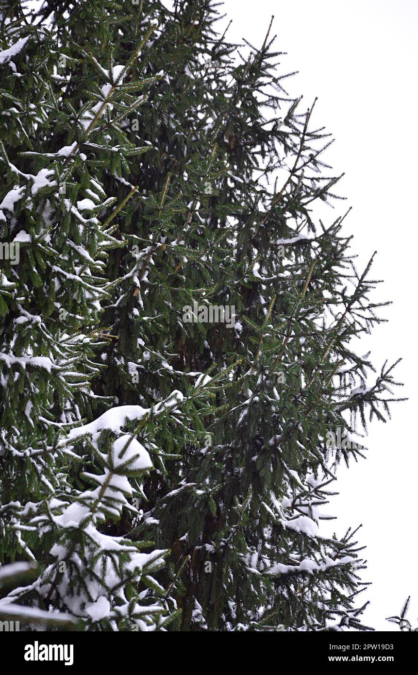 Russian Branch of green fir. Green prickly branches of pine tree under ...