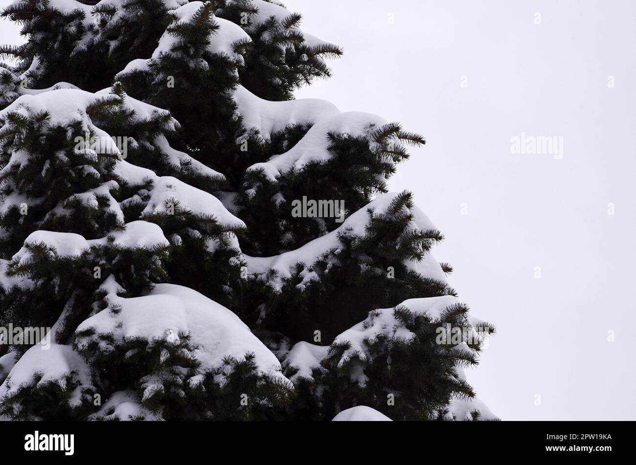 Russian Branch of green fir. Green prickly branches of pine tree under ...