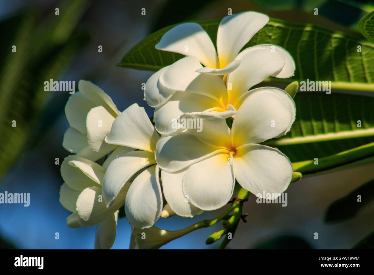 Plumeria, white, blooming Is the national flower of Laos Stock Photo - Alamy
