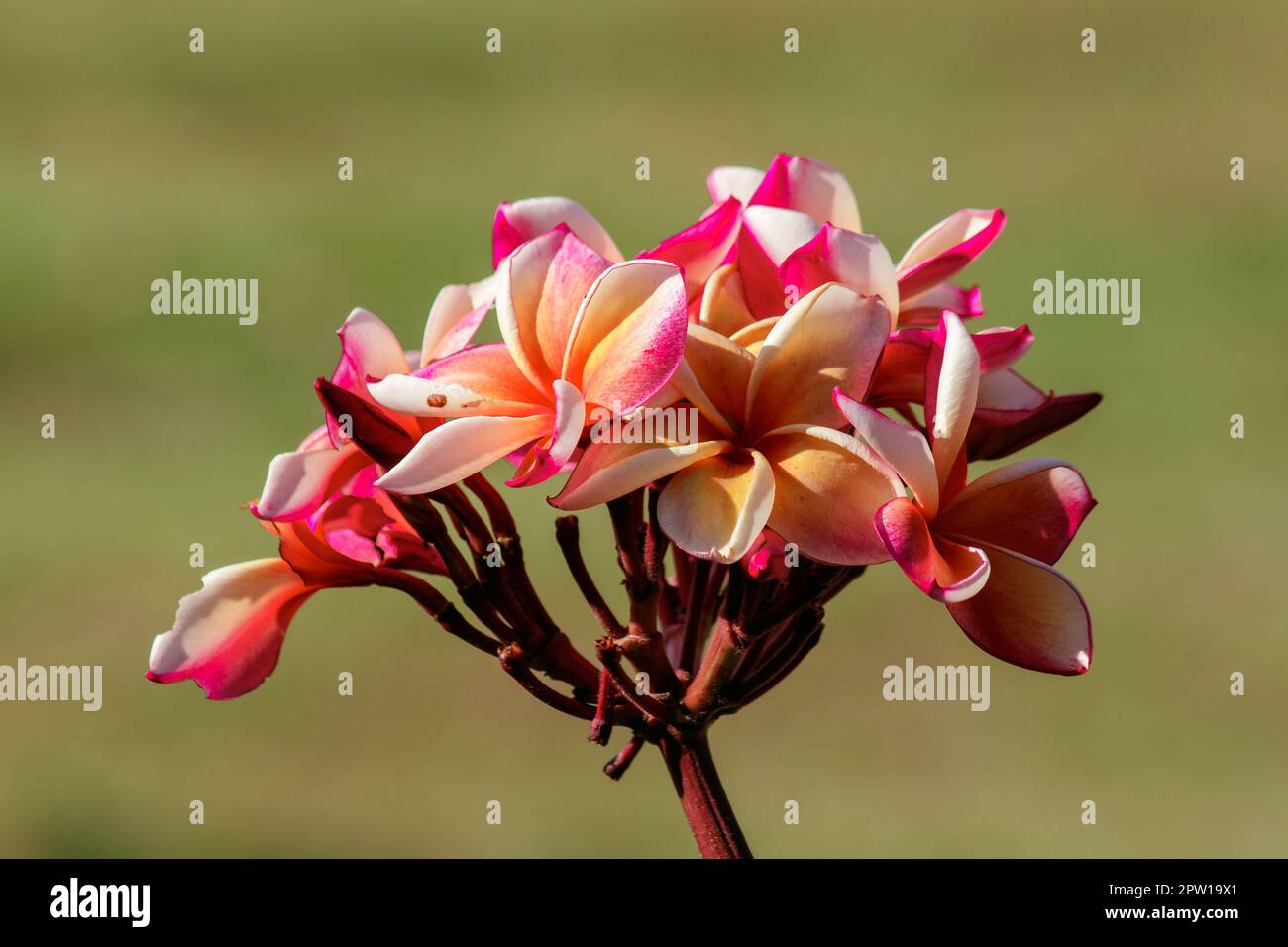 Red frangipani plumeria rubra temple hi-res stock photography and ...