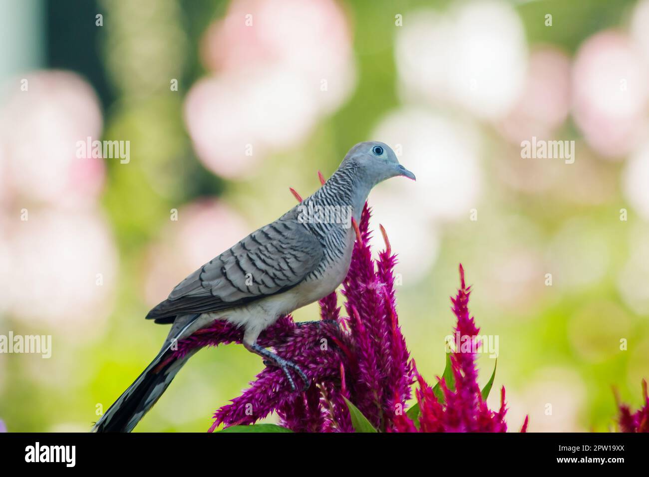 Geopelia striata in the park with Celosia argentea Stock Photo - Alamy