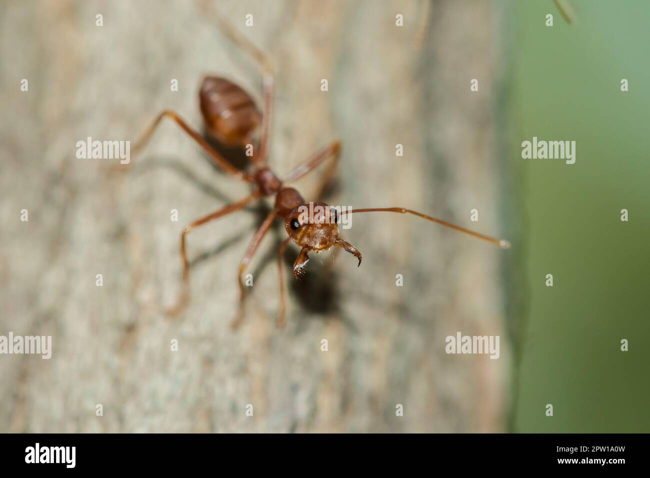 Red ant on the tree, body, mustache and legs are orange Stock Photo - Alamy
