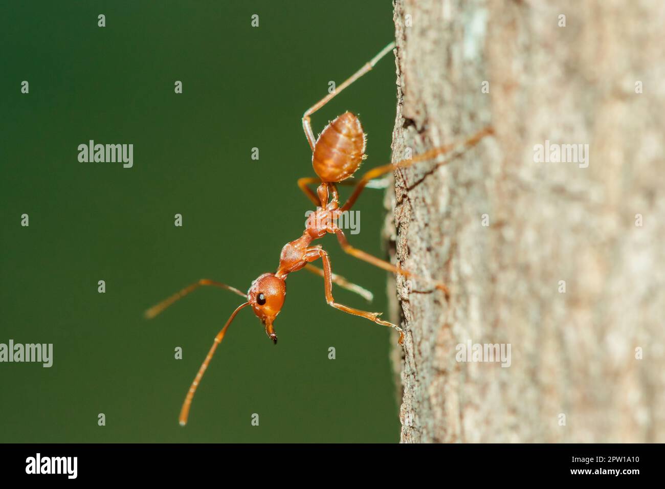 Red ant on the tree, body, mustache and legs are orange Stock Photo - Alamy