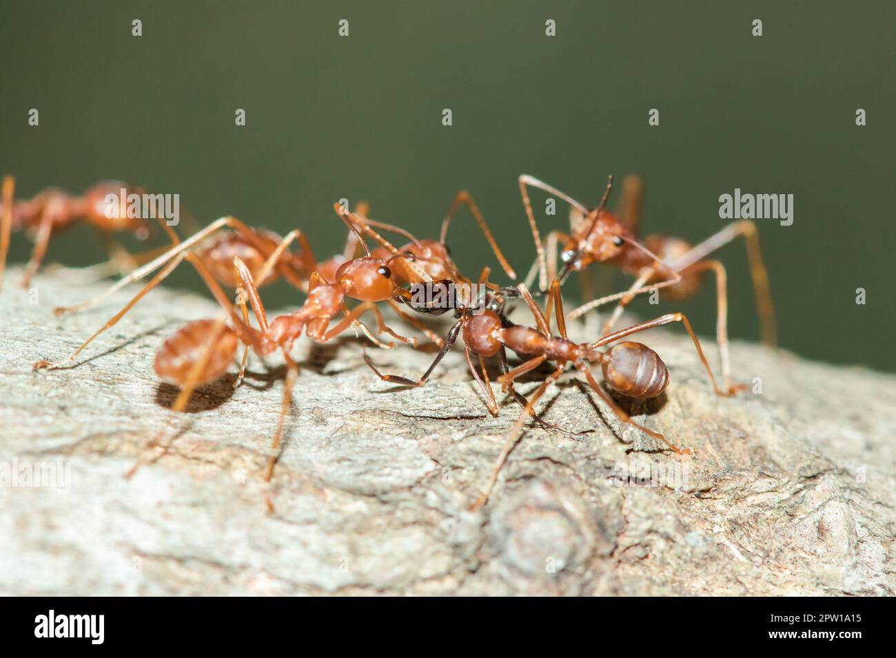 Red ant on the tree, body, mustache and legs are orange Stock Photo - Alamy