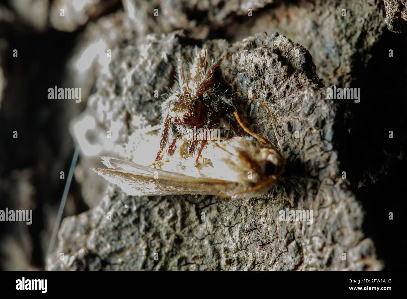 Jumping spiders are eating Is the most populous spider Stock Photo - Alamy