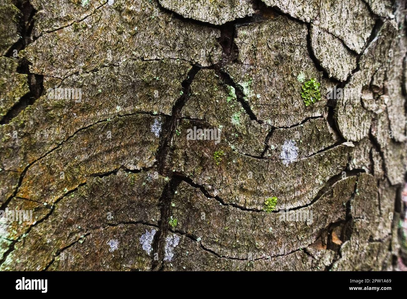 gnarled bark of a tree with many curves in a forest detail view Stock ...