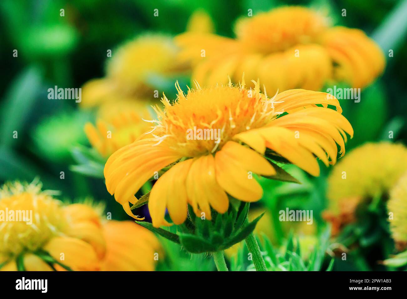 Yellow flowers in nature are blooming Stock Photo - Alamy