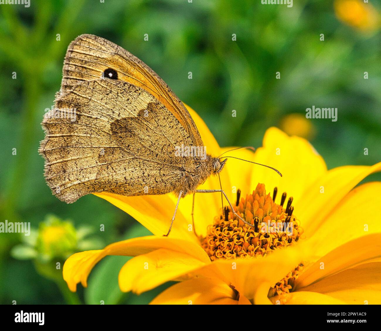 The brown forest bird is a butterfly of the noble butterfly family and ...