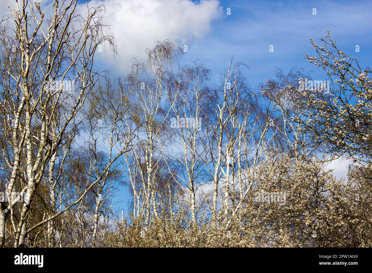 The birch trees, trees in front of spring sky and clouds Stock Photo ...