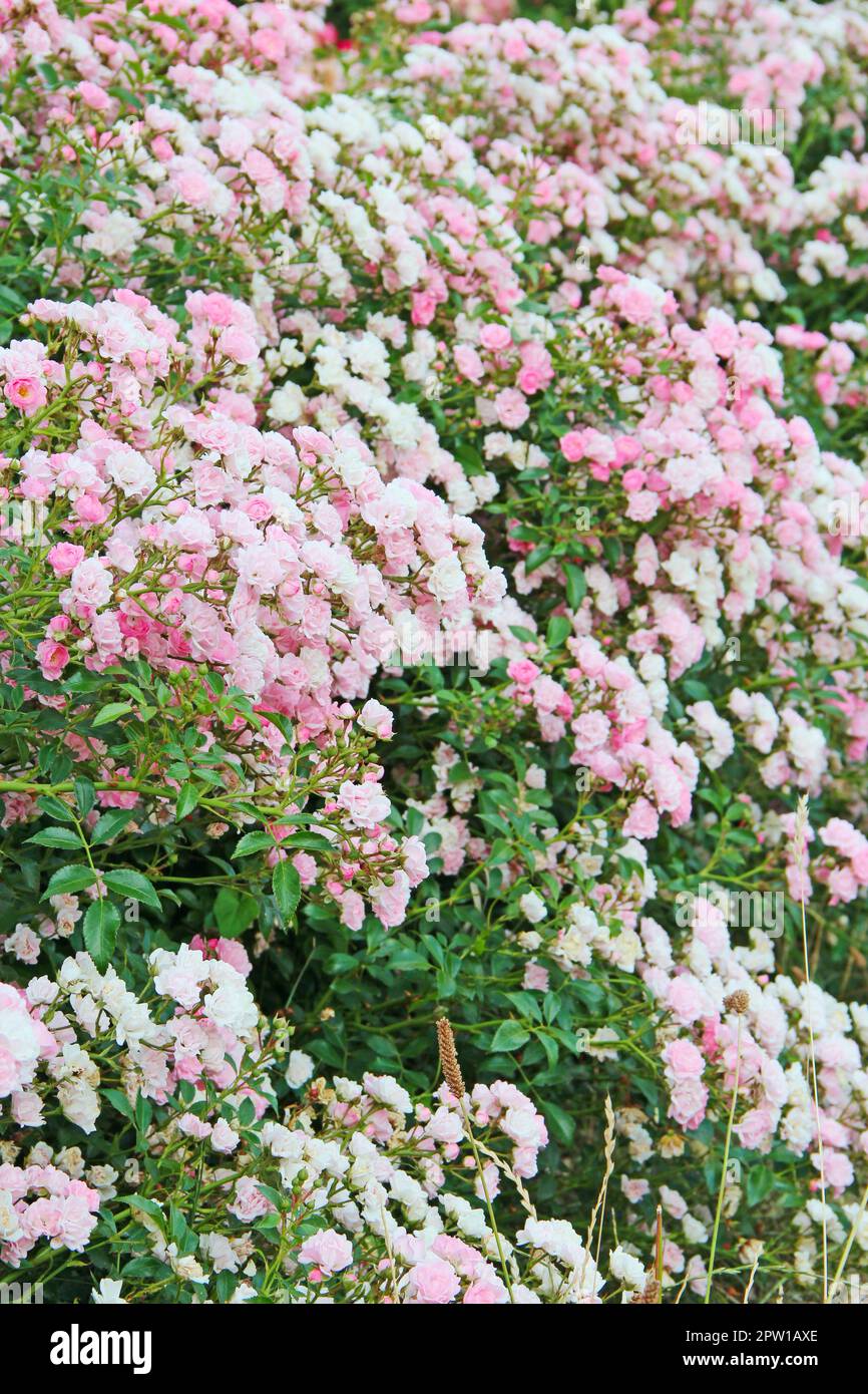 Delicate flowers of climbing rose bloom in garden near house. Beautiful ...