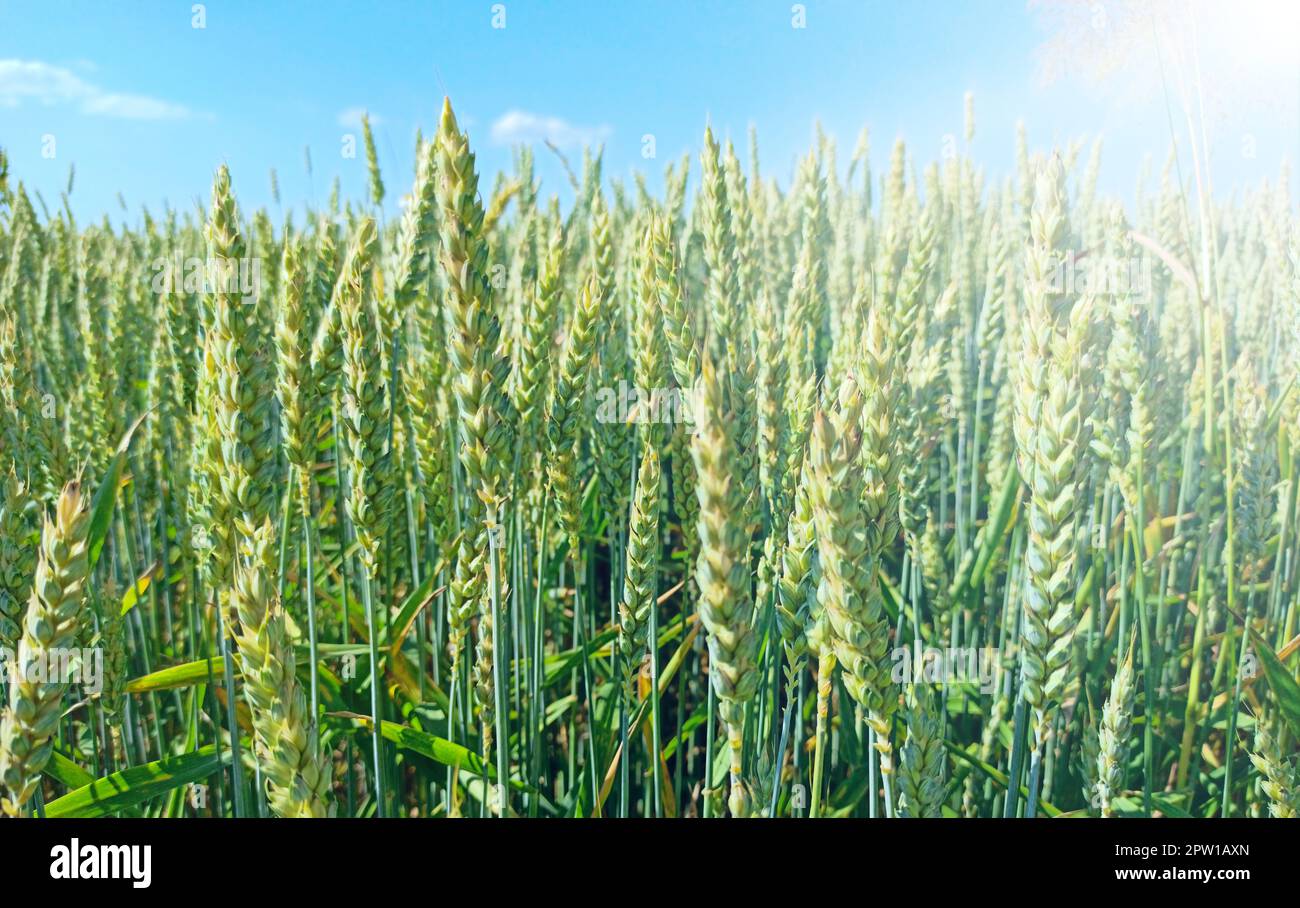 Green spikelets of wheat on field. Not ripe cereals grow on field in sunlight. Bread ingredient ...