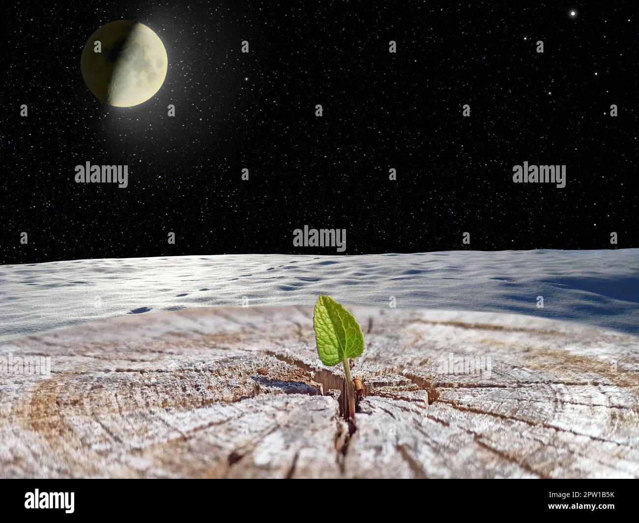 Small leaf of felled tree with a view into open space. New life in ...