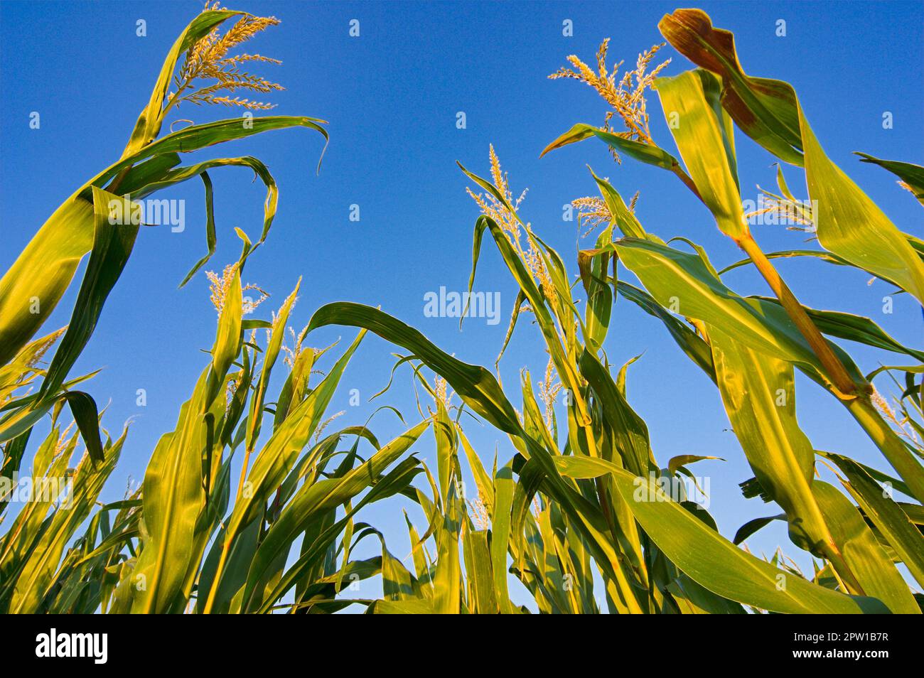 Leaves and shoots of corn plants on field in bottom view with blue ...