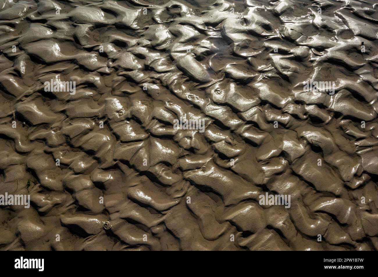 Wavy pattern in the surface of the silt, sand and mud in the Wadden Sea ...