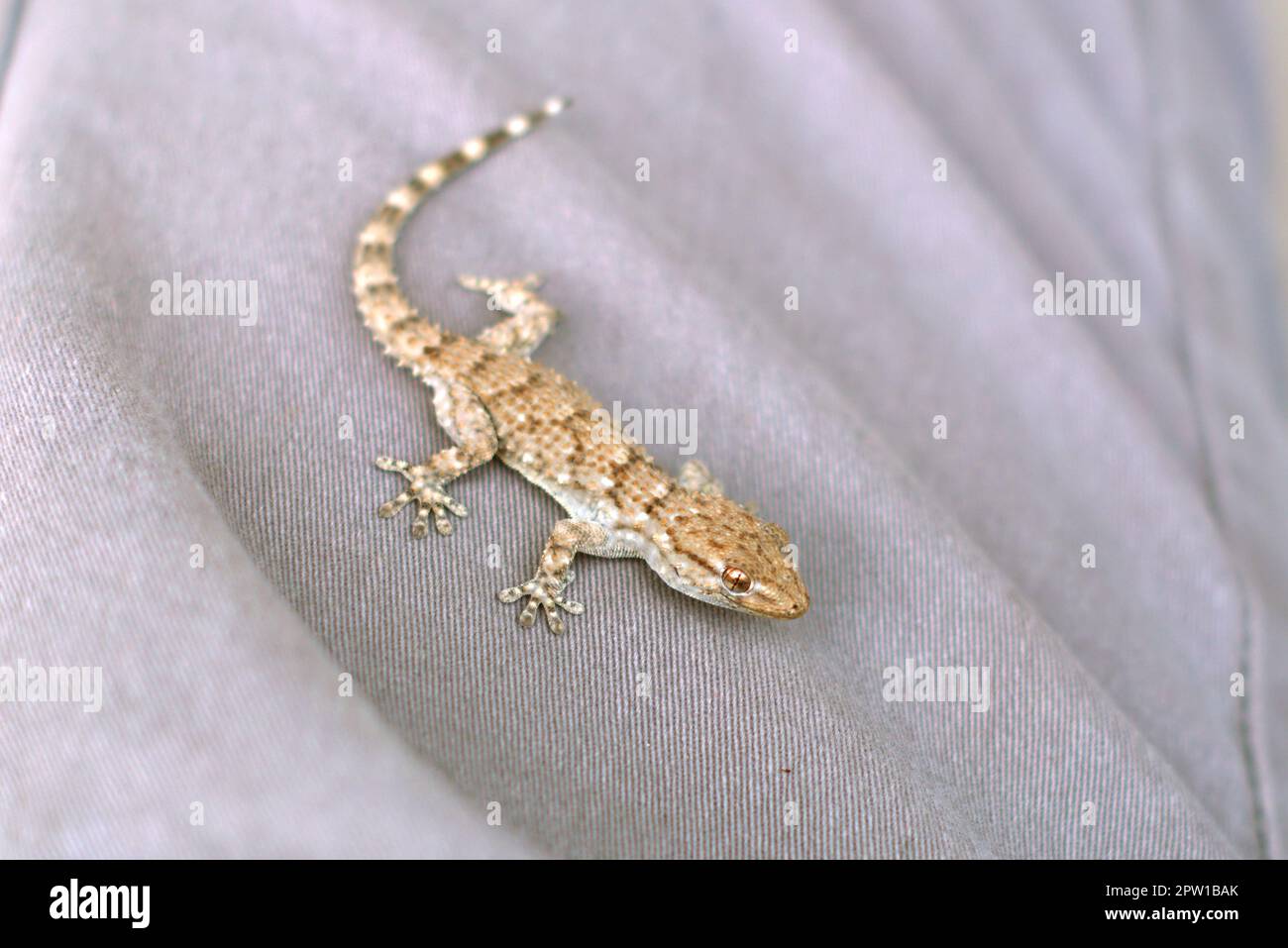 Specimen of common gecko hi-res stock photography and images - Alamy