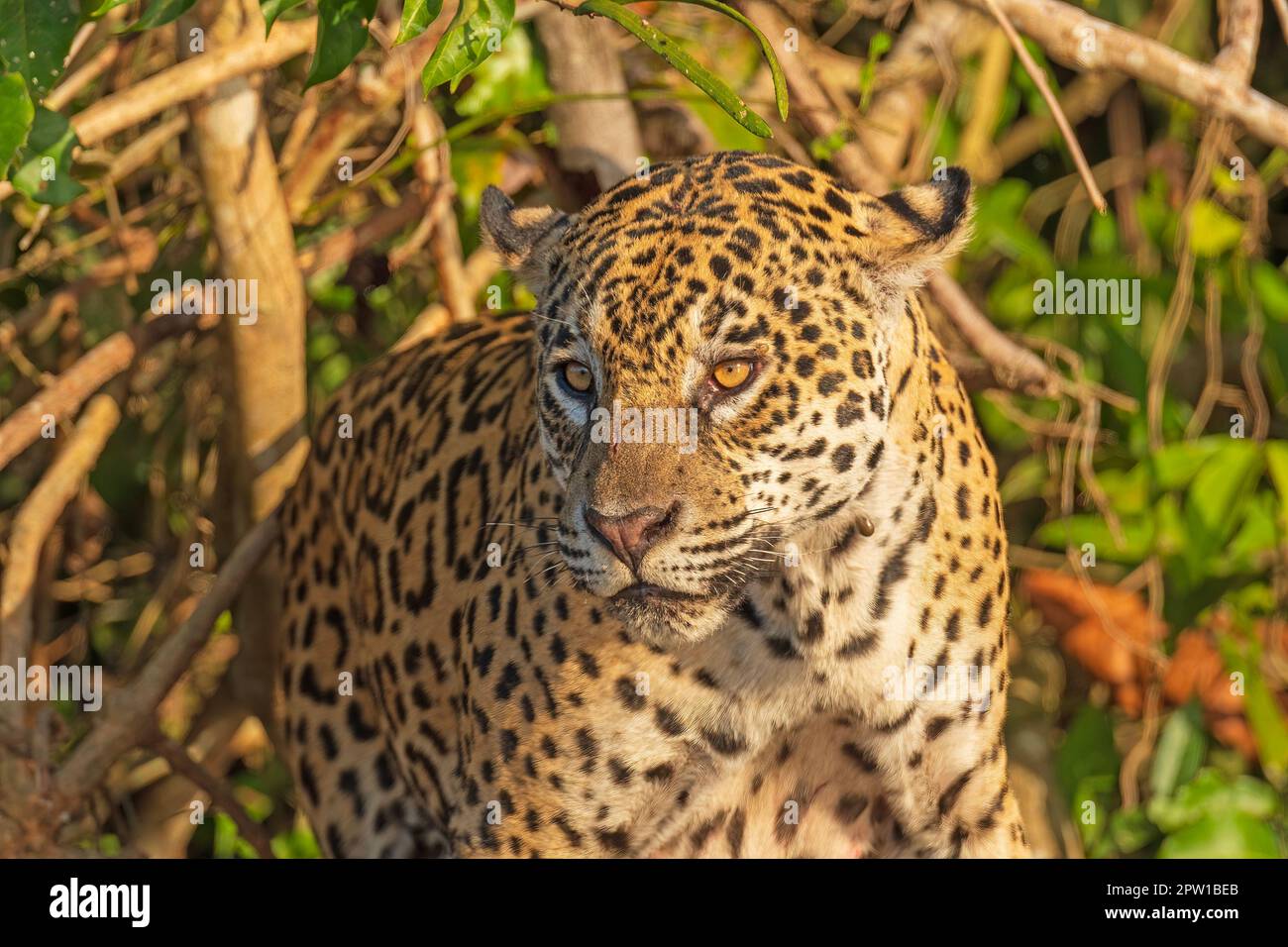 Jaguar Watching From a Jungle Shore in the Pantanal in Brazil Stock ...