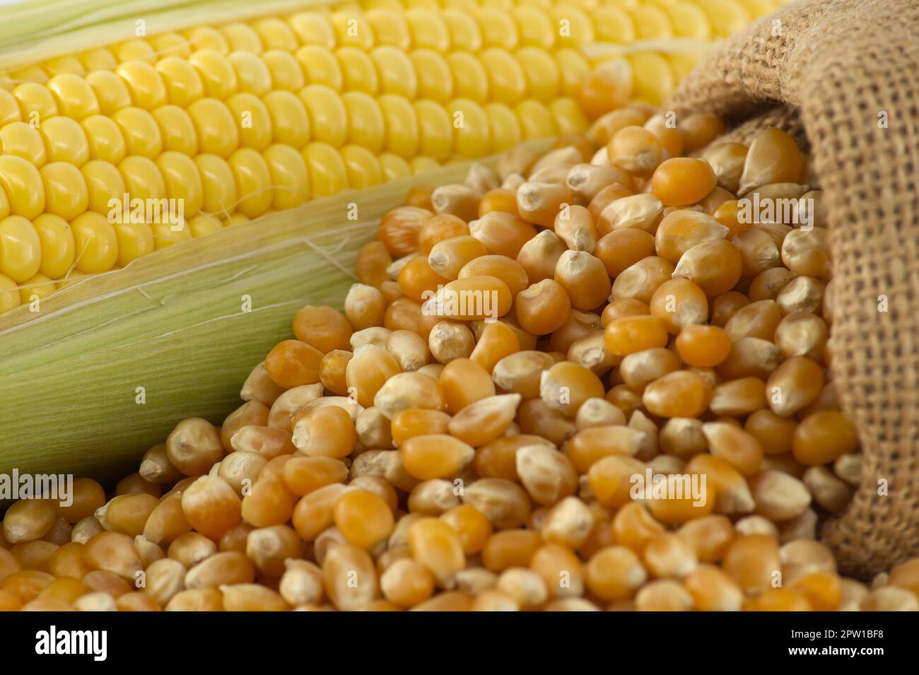 Corn kernels spilling from a hessian bag near fresh maize or corn on ...