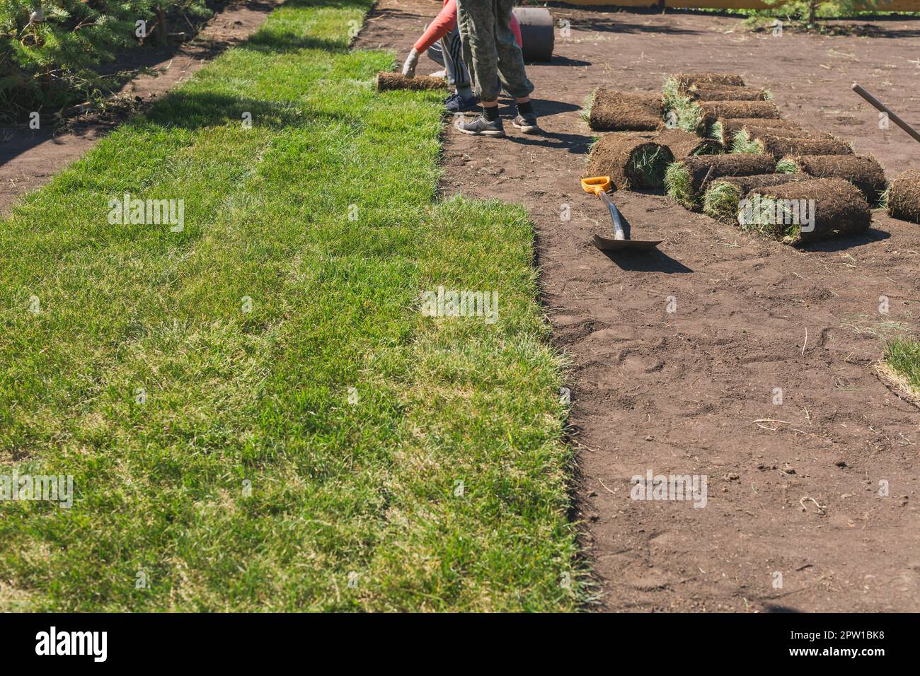 Laying sod for new garden lawn - turf laying Stock Photo - Alamy