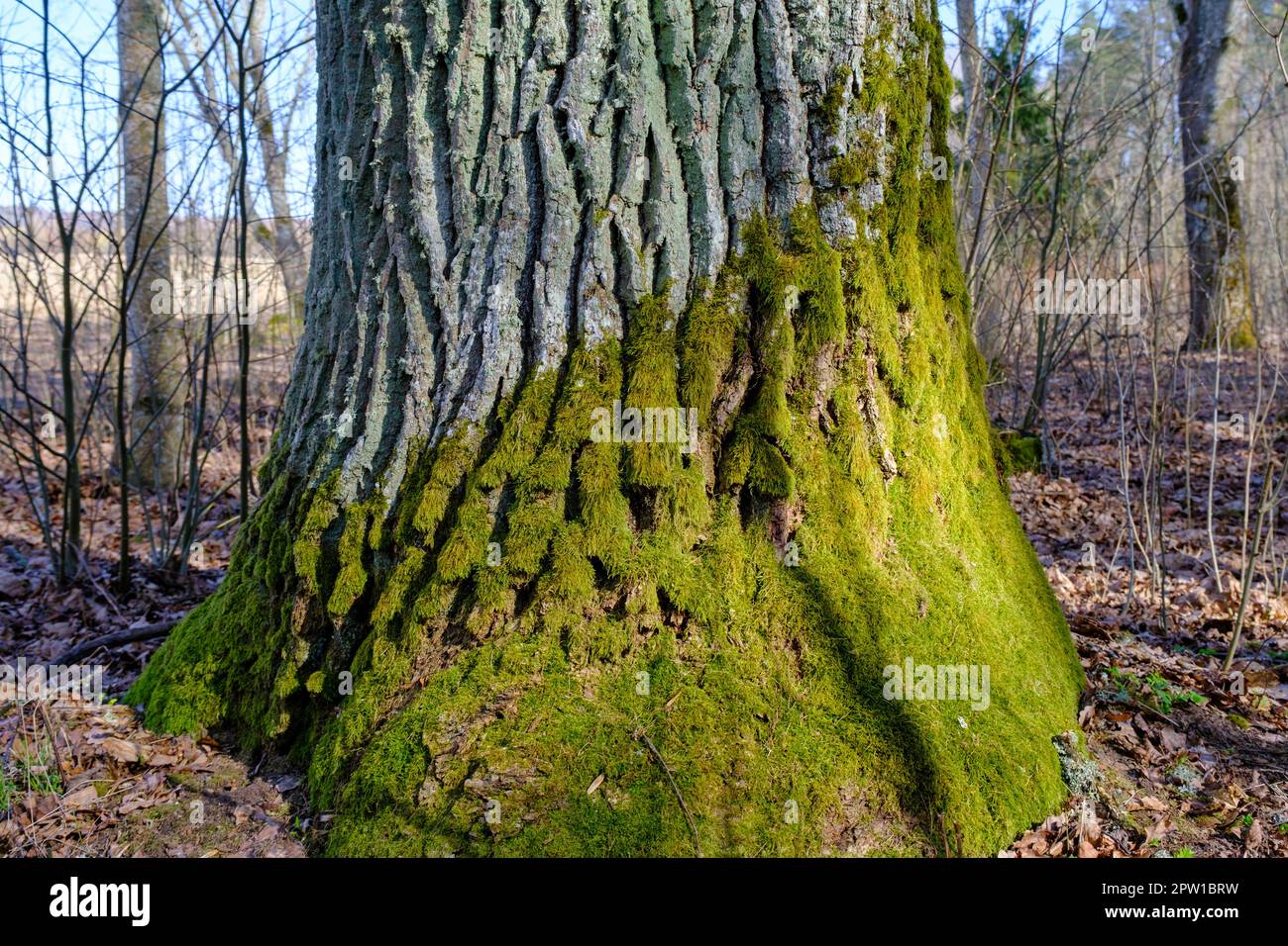 In the lower part of the trunk of a large tree with a partial covering ...