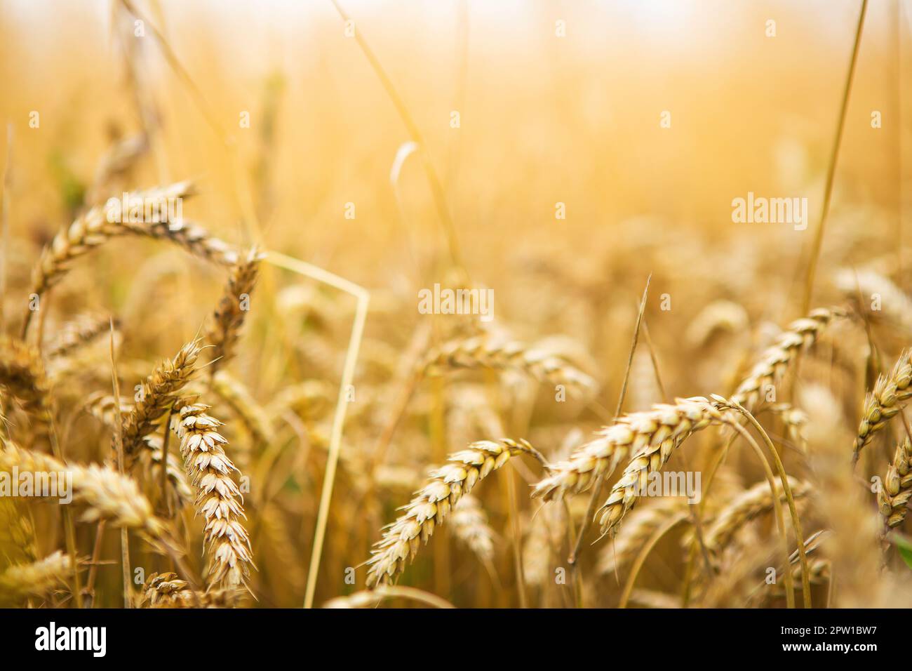 A very beautiful large wheat field. Sunny summer day, rural landscapes ...