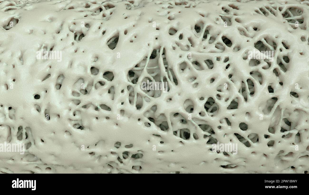 Bone cross section, macro hi-res stock photography and images - Alamy