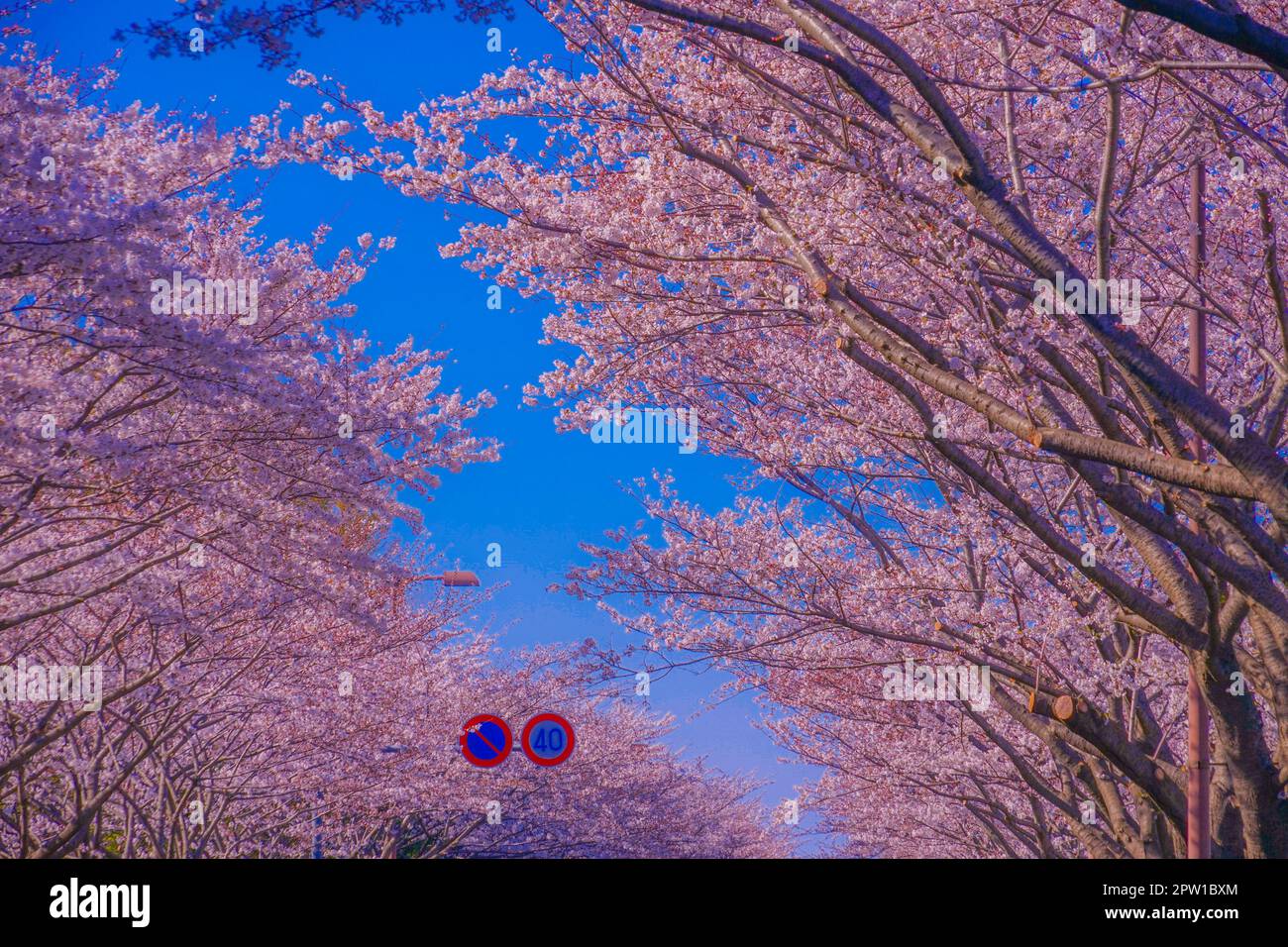 Cherry blossoms on the stadium (Tokyo Chofu City). Shooting Location ...