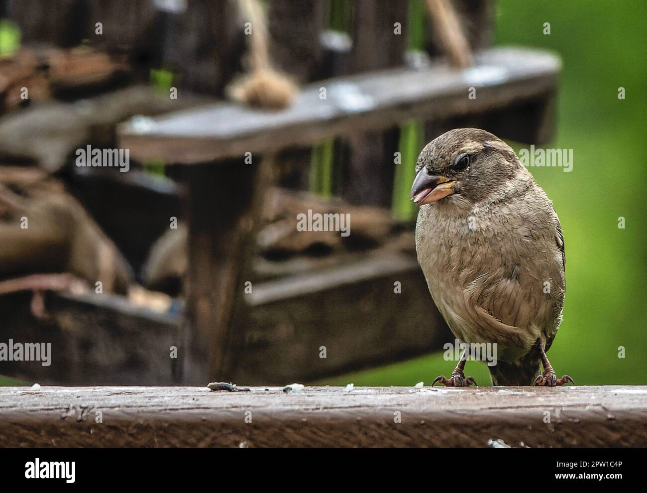 Common english sparrow on hi-res stock photography and images - Alamy