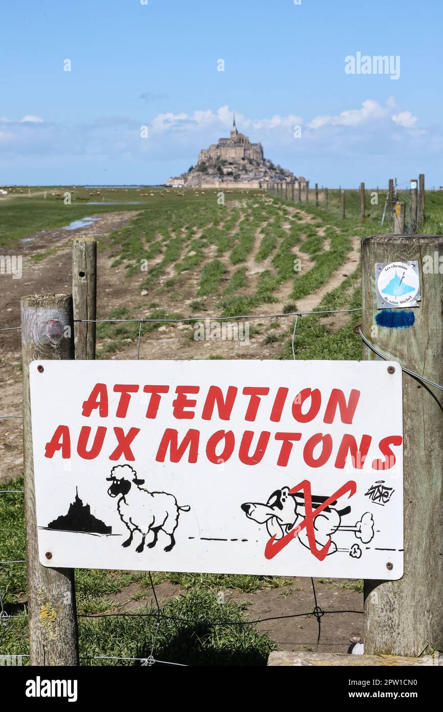Famous,Le Mont Saint Michel,Mont Saint Michel,and,sheep,graze,grazing ...
