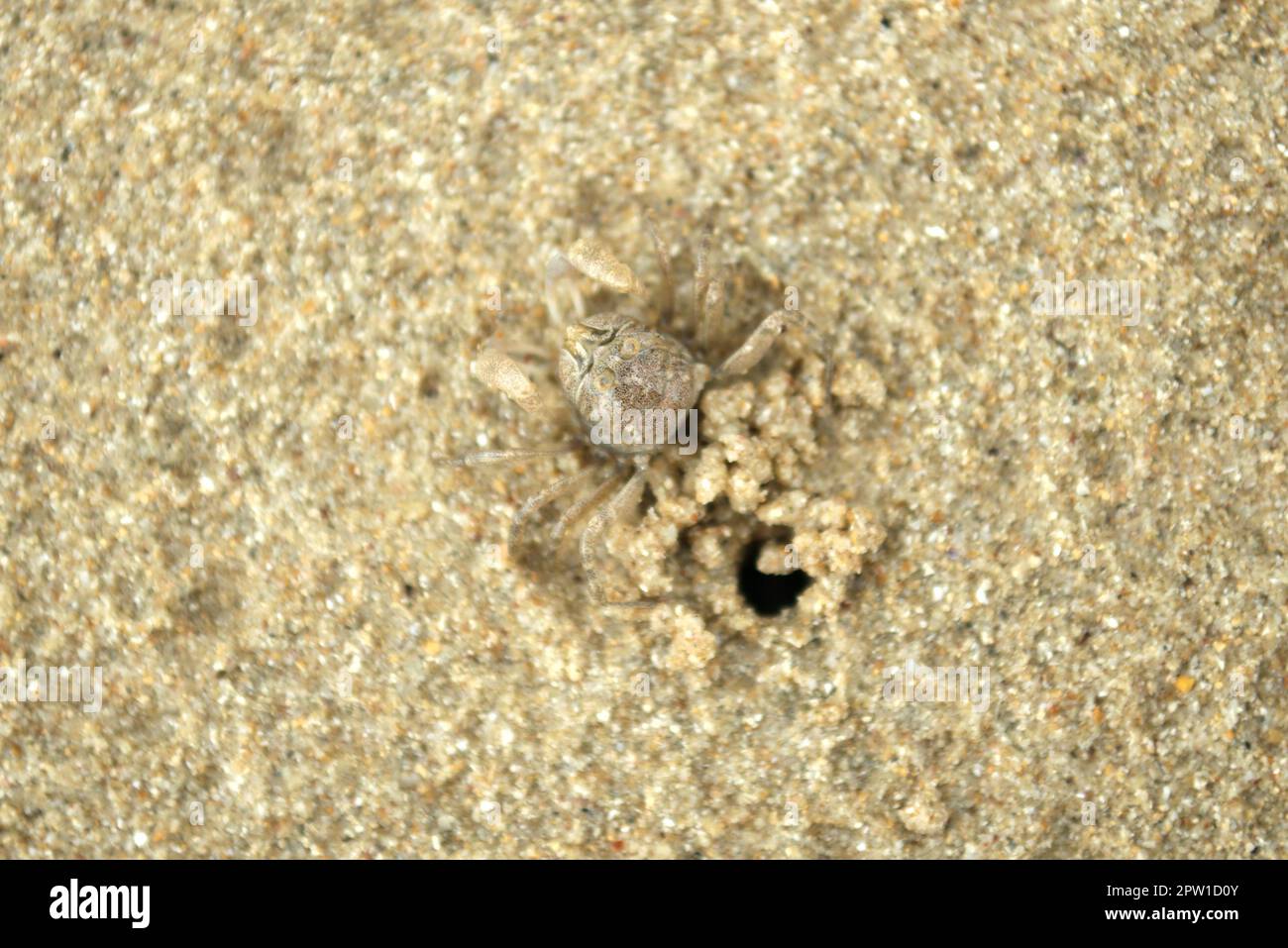 Sand bubbler crab (Dotilla sulcata) entering its burrow on the beach of ...