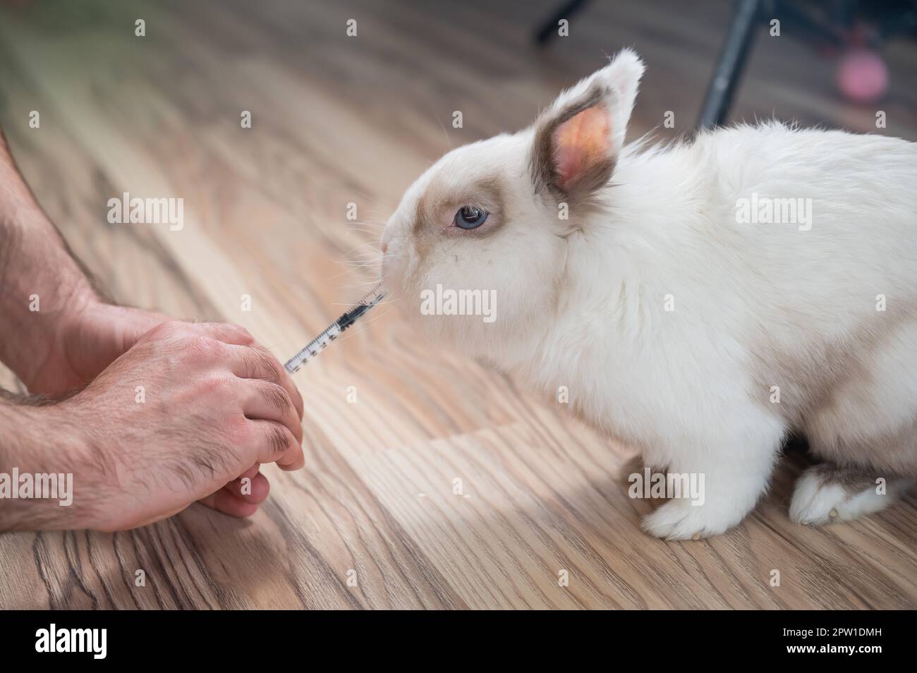 A man gives a rabbit medicine from a syringe. Bunny drinks from a ...