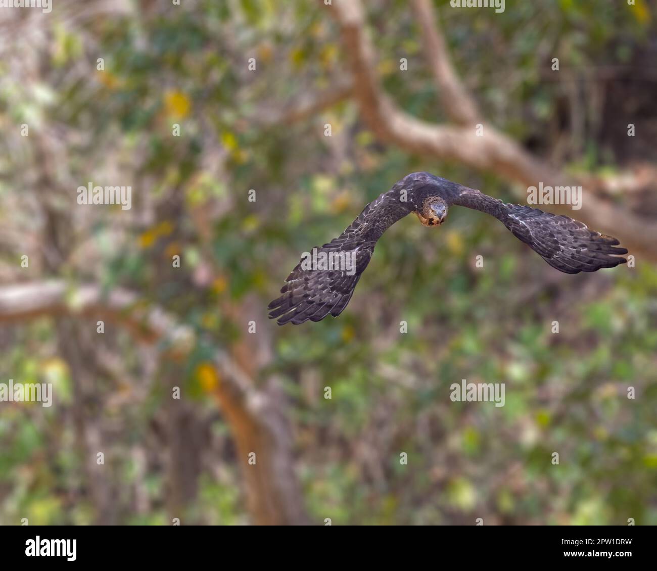 A Honey Buzzard flying with horizontal wings Stock Photo - Alamy