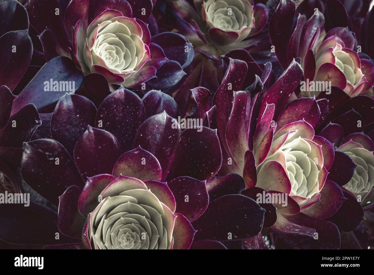 Nature background made with a close-up of the leaves of a succulent ...