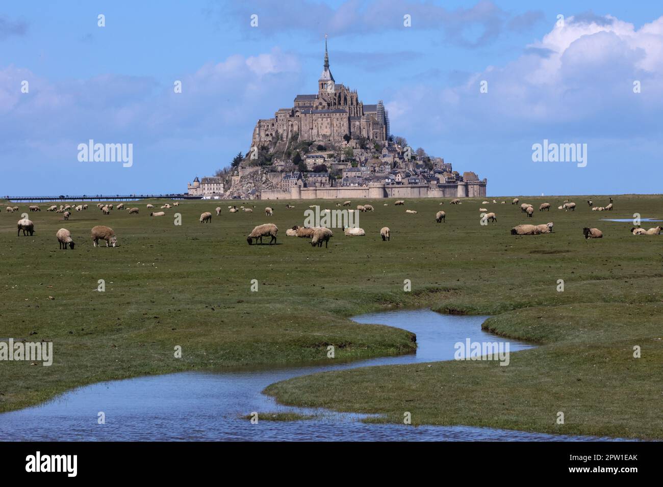 Famous,Le Mont Saint Michel,Mont Saint Michel,and,sheep,graze,grazing ...
