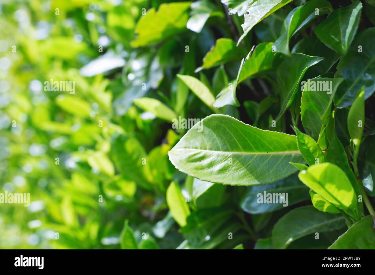 Nature of green leaf in garden at summer. Natural green leaves plants ...