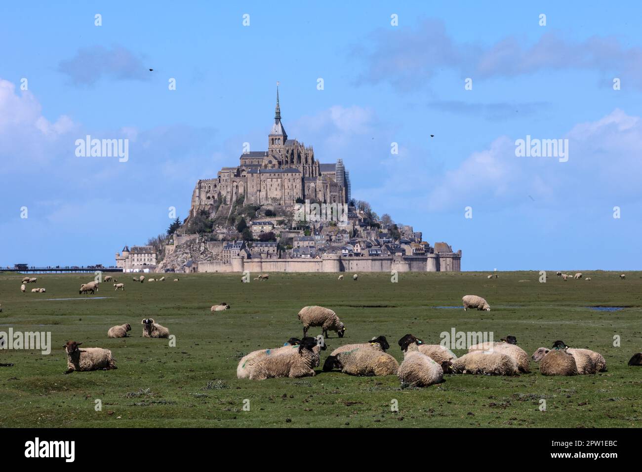 Famous,Le Mont Saint Michel,Mont Saint Michel,and,sheep,graze,grazing ...