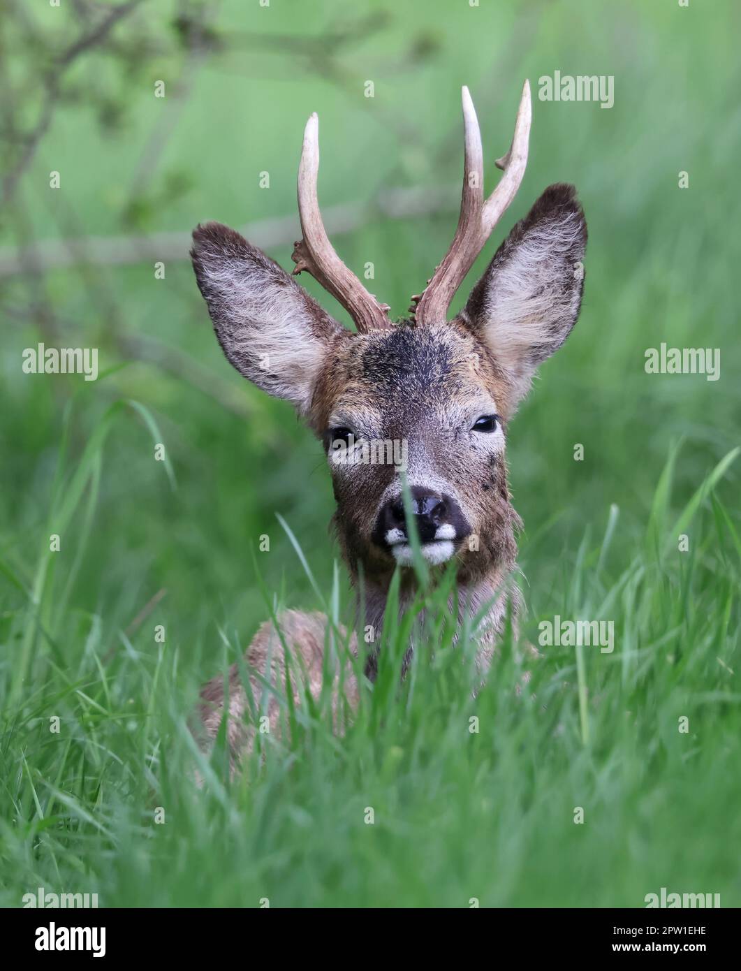 Roe Deer buck (Capreolus capreolus) in the Cotswold Hills UK during the ...