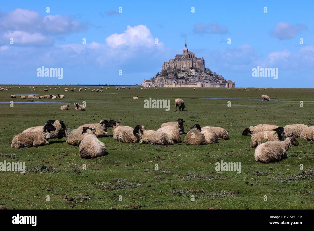 Famous,Le Mont Saint Michel,Mont Saint Michel,and,sheep,graze,grazing ...