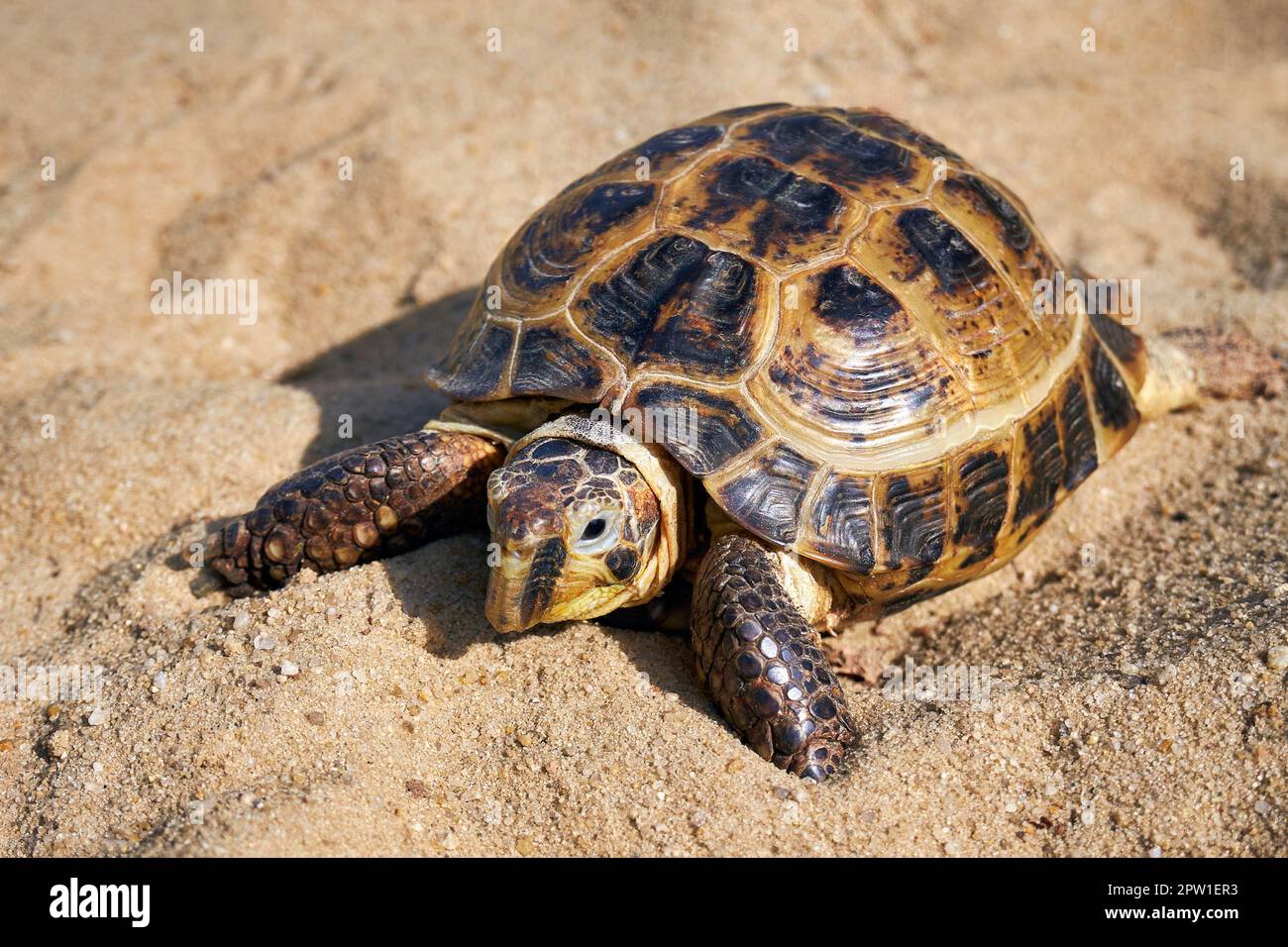 Russian Tortoise Wallpaper