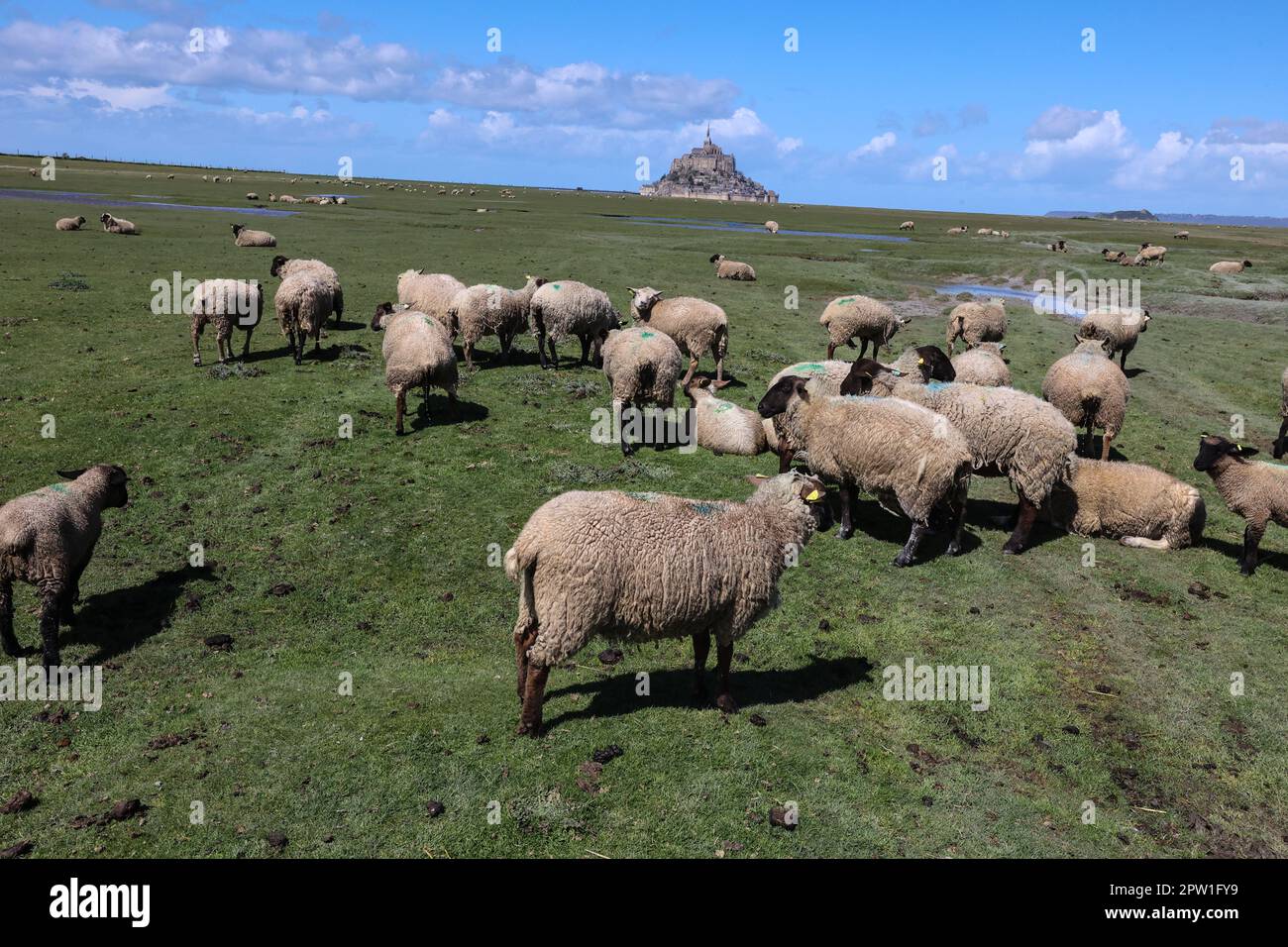 Famous,Le Mont Saint Michel,Mont Saint Michel,and,sheep,graze,grazing ...